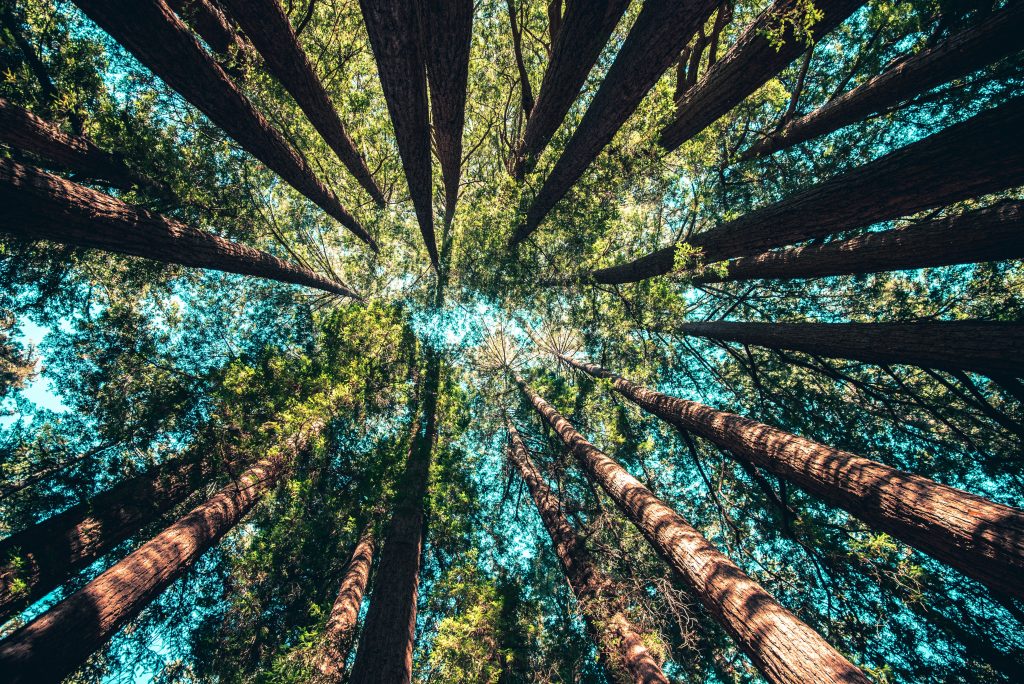 Essential Steps Towards a Greener Planet - Plymate
